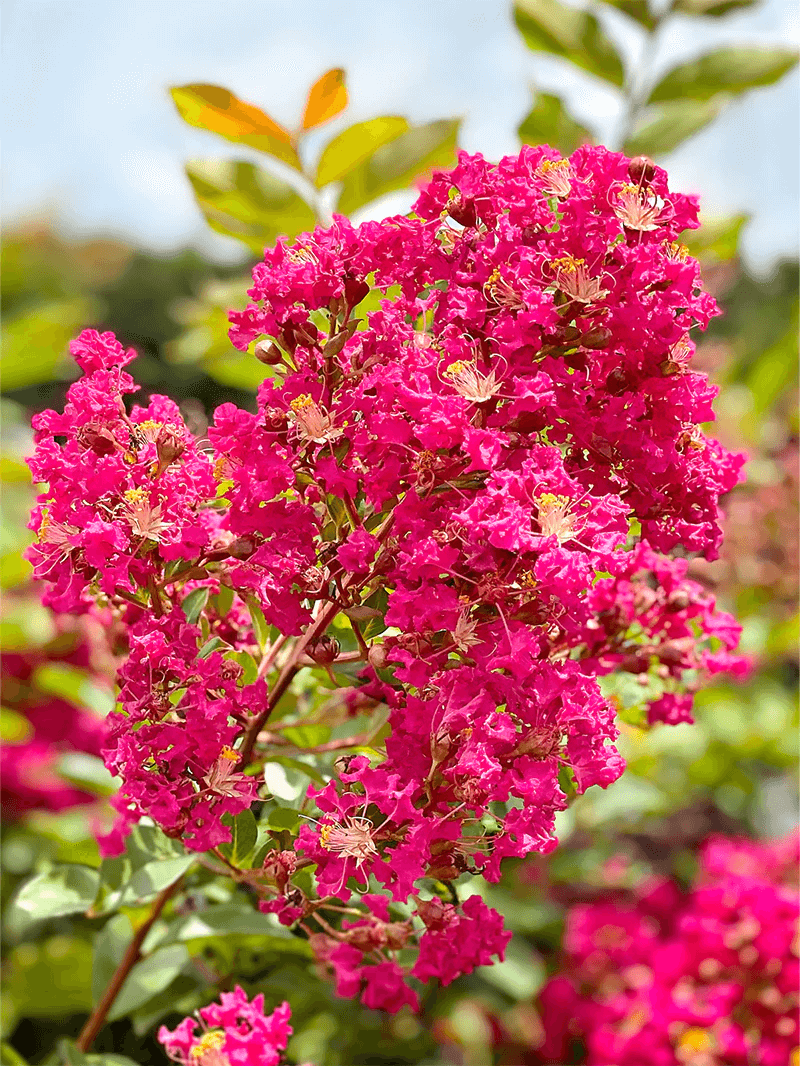 How to Choose The Right Crape Myrtle Tree – Eureka Farms