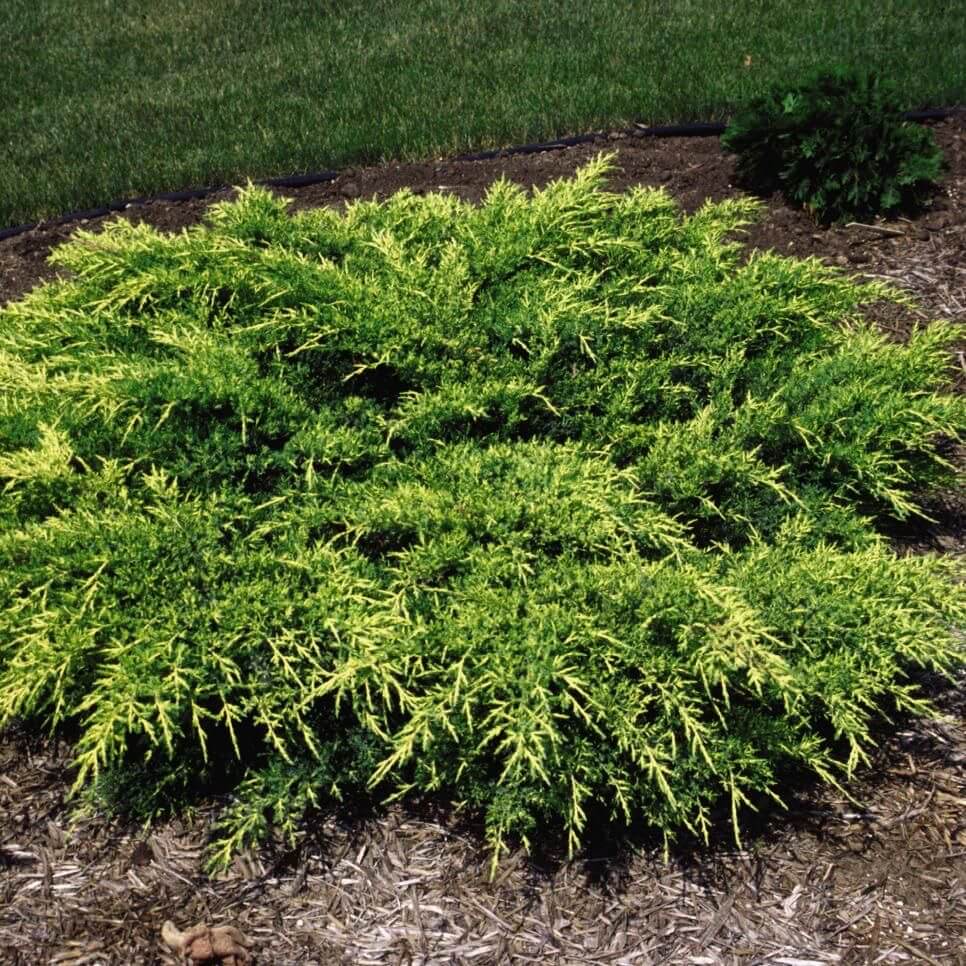 How to Care and Grow Ground Cover Junipers – Eureka Farms