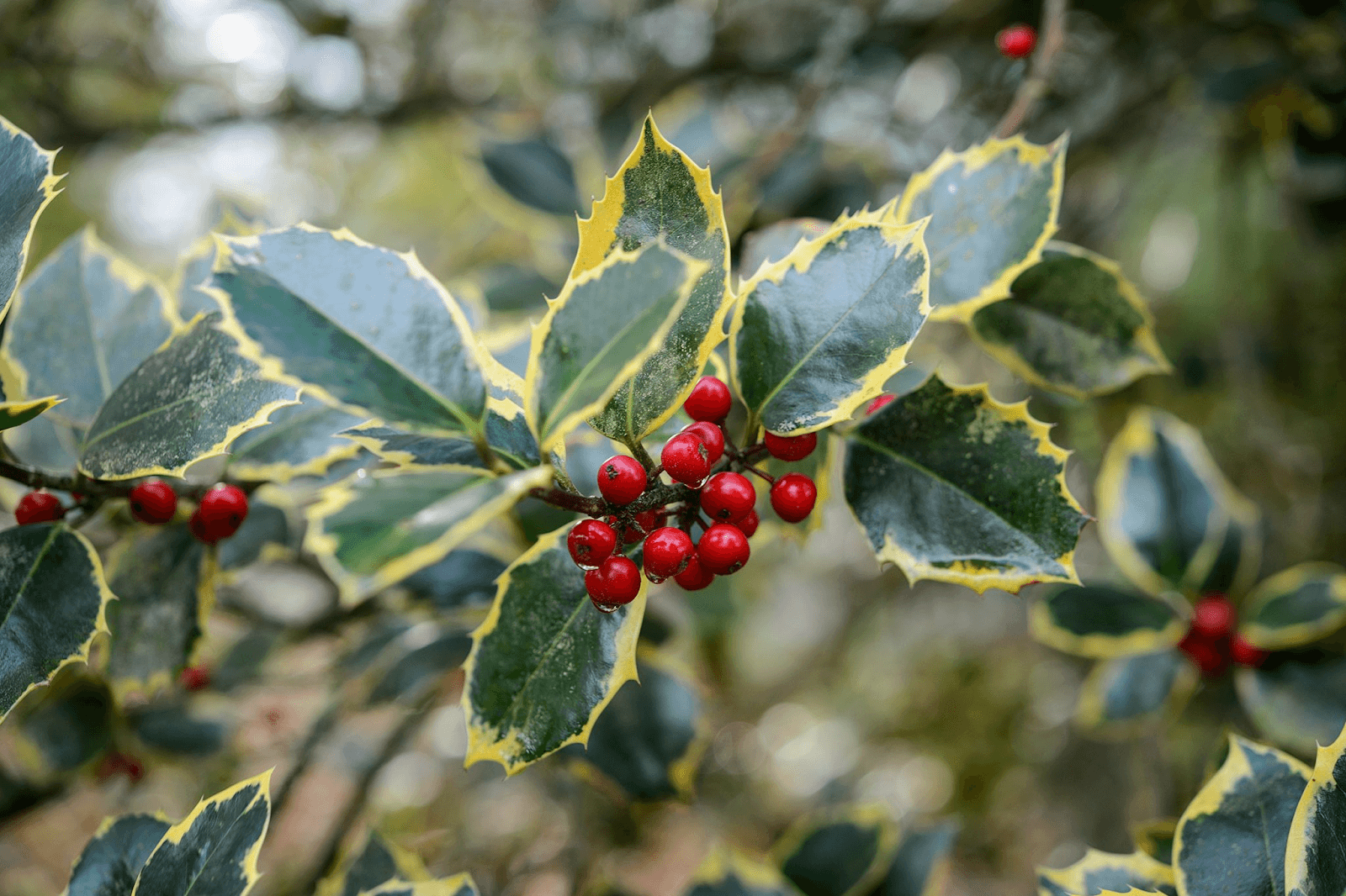 What Are the Types of Holly Tree and General Care – Eureka Farms