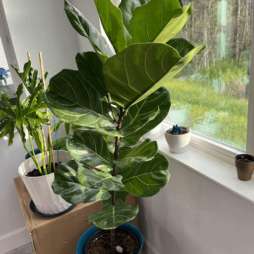 Fiddle Leaf Fig: All You Need to Know – Eureka Farms