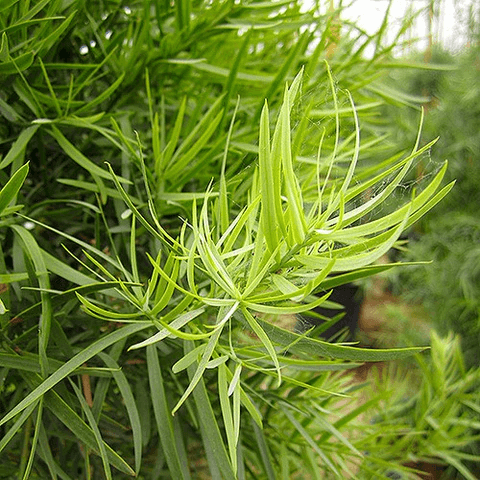 How to Grow and Care for Podocarpus Trees – Eureka Farms