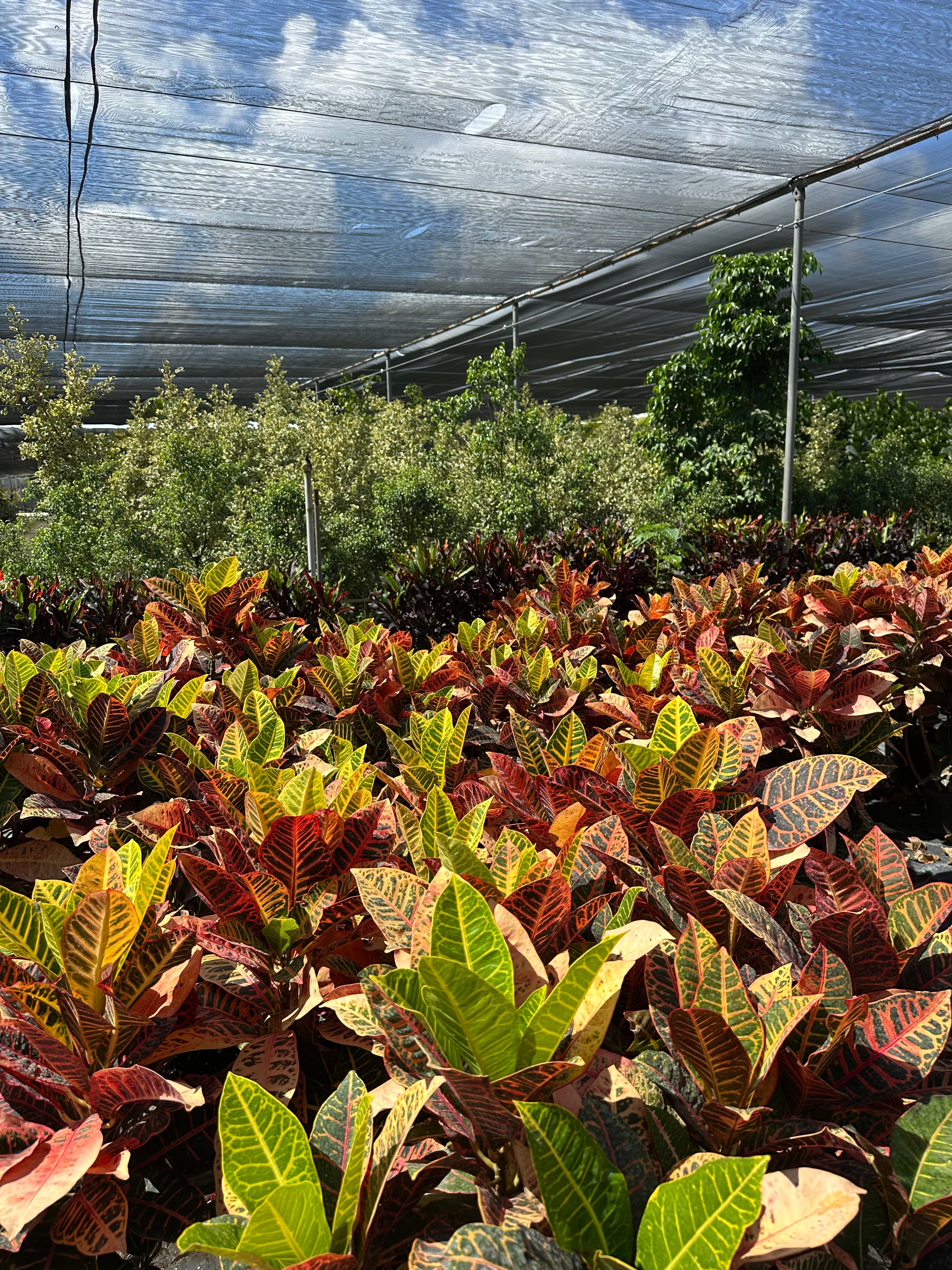 How to Grow and Care For Croton – Eureka Farms