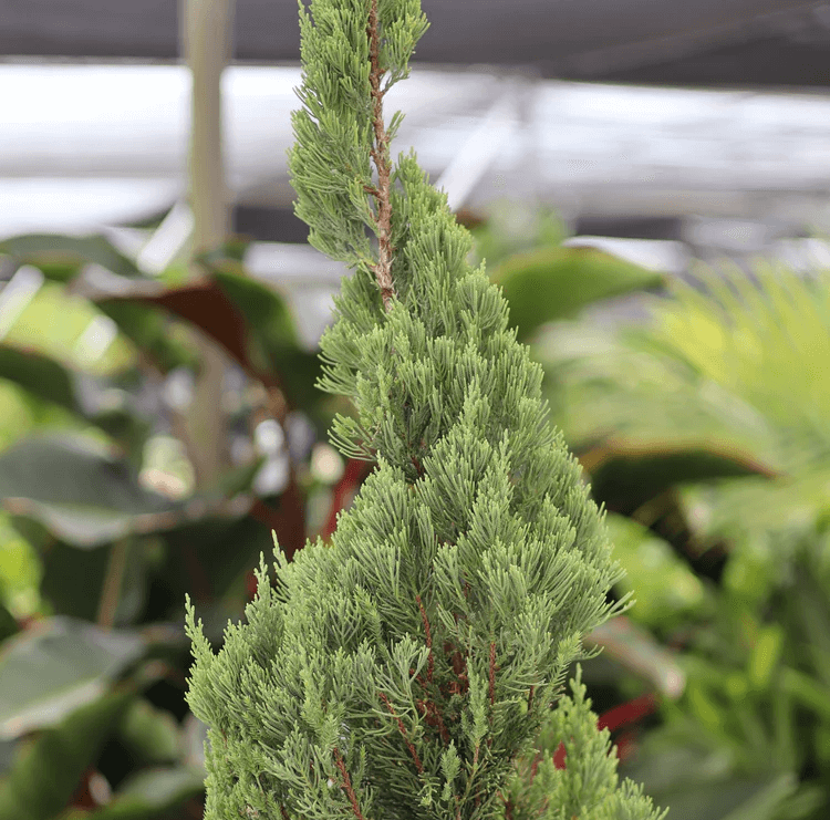 How to Choose an Evergreen Tree for Your Garden – Eureka Farms