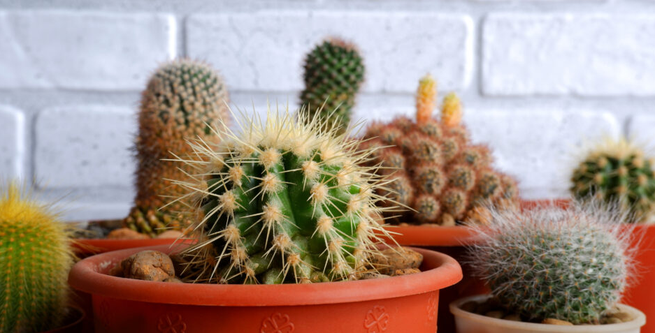 Indoor Cactus Care 101 – Eureka Farms