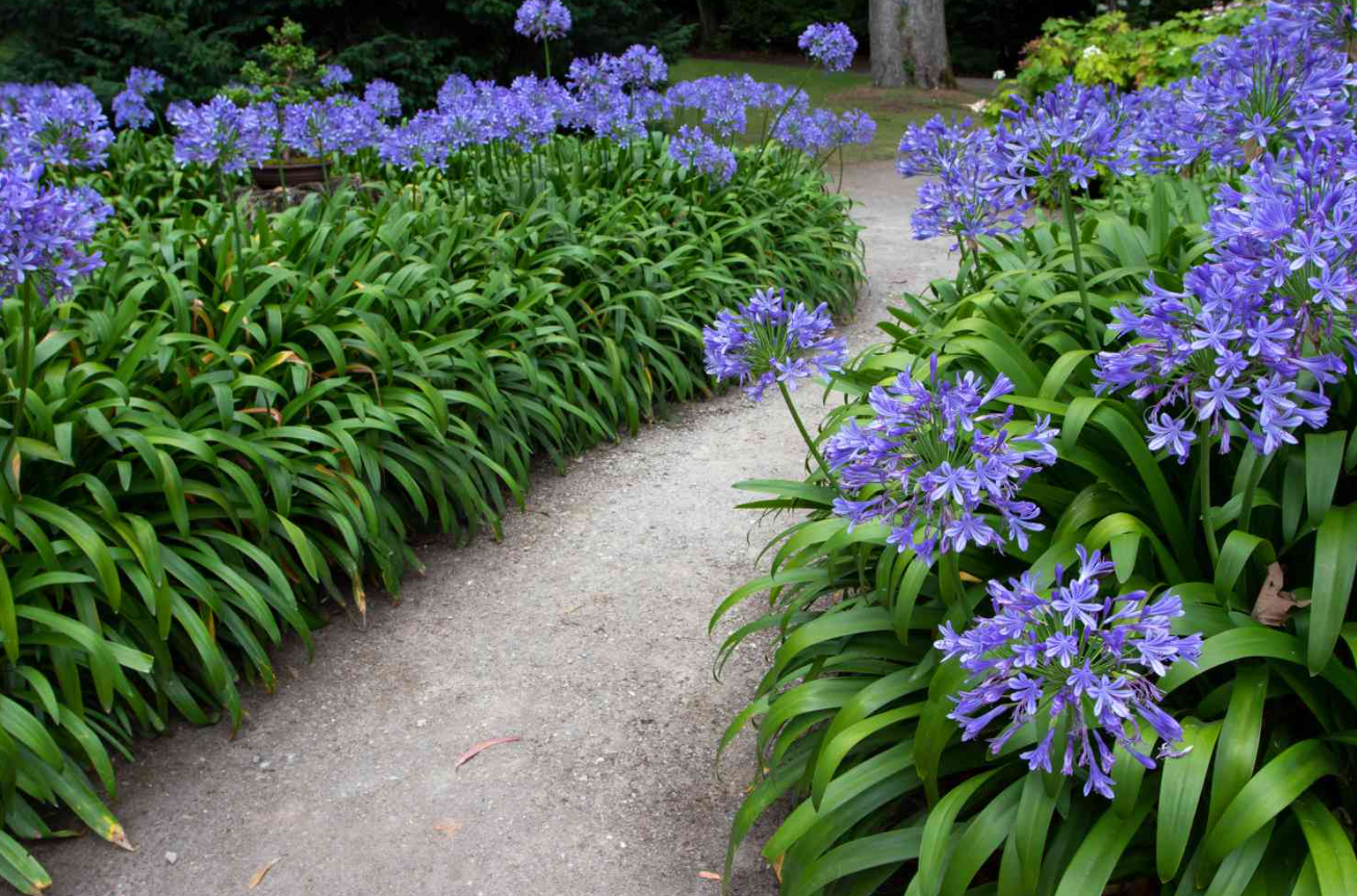 15 Border Plants for Your Garden – Eureka Farms