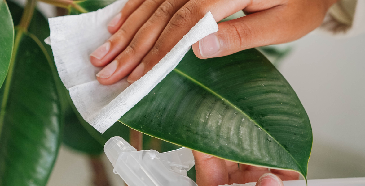 How to Get Rid of Calcium Residue on Leaves – Eureka Farms