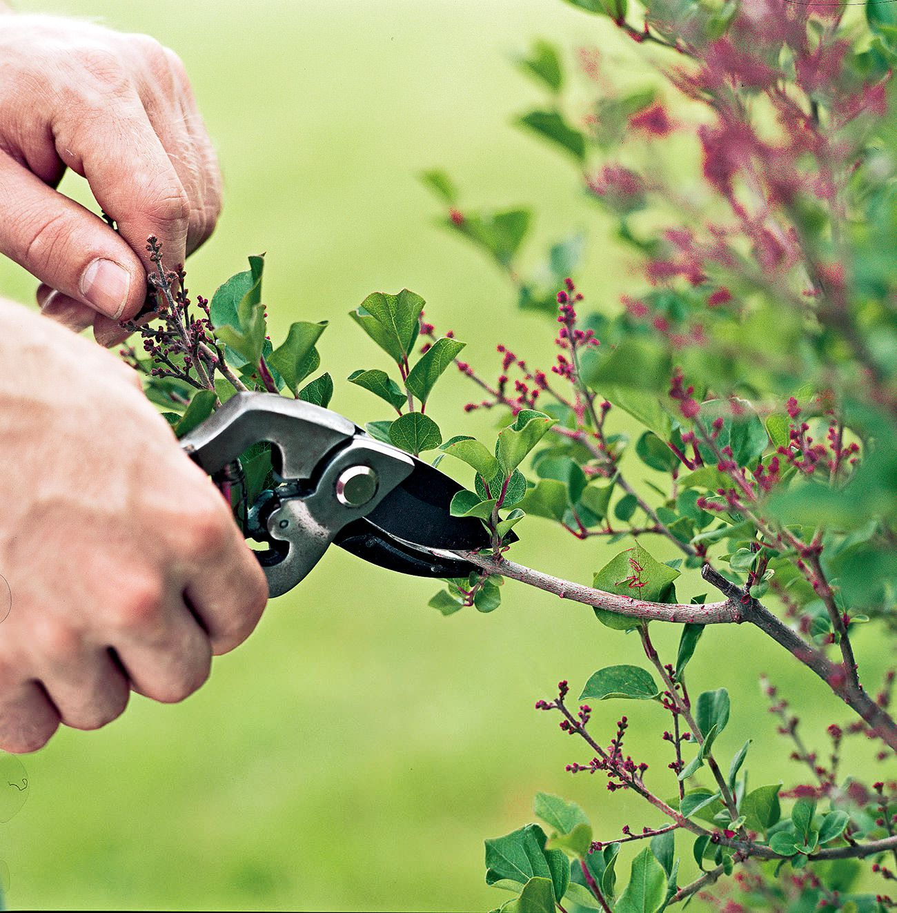 Pruning Tips for Pro Gardeners-Ultimate Guide – Eureka Farms