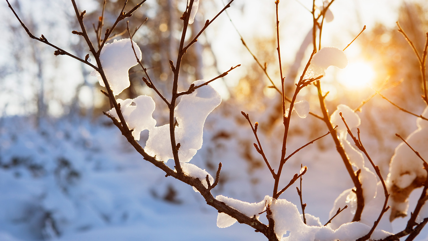 Trees to plant in winter-ultimate guide – Eureka Farms