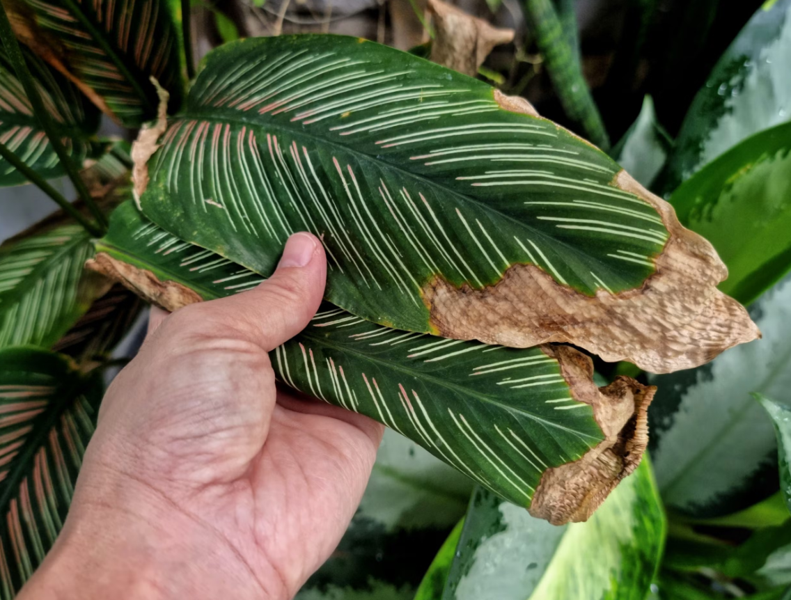 Why Does My Plant Have Brown Crispy Leaves? – Eureka Farms