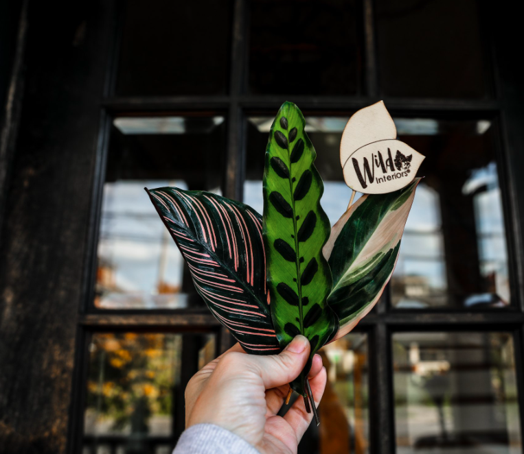 Our Favorite Patterned Plants – Eureka Farms