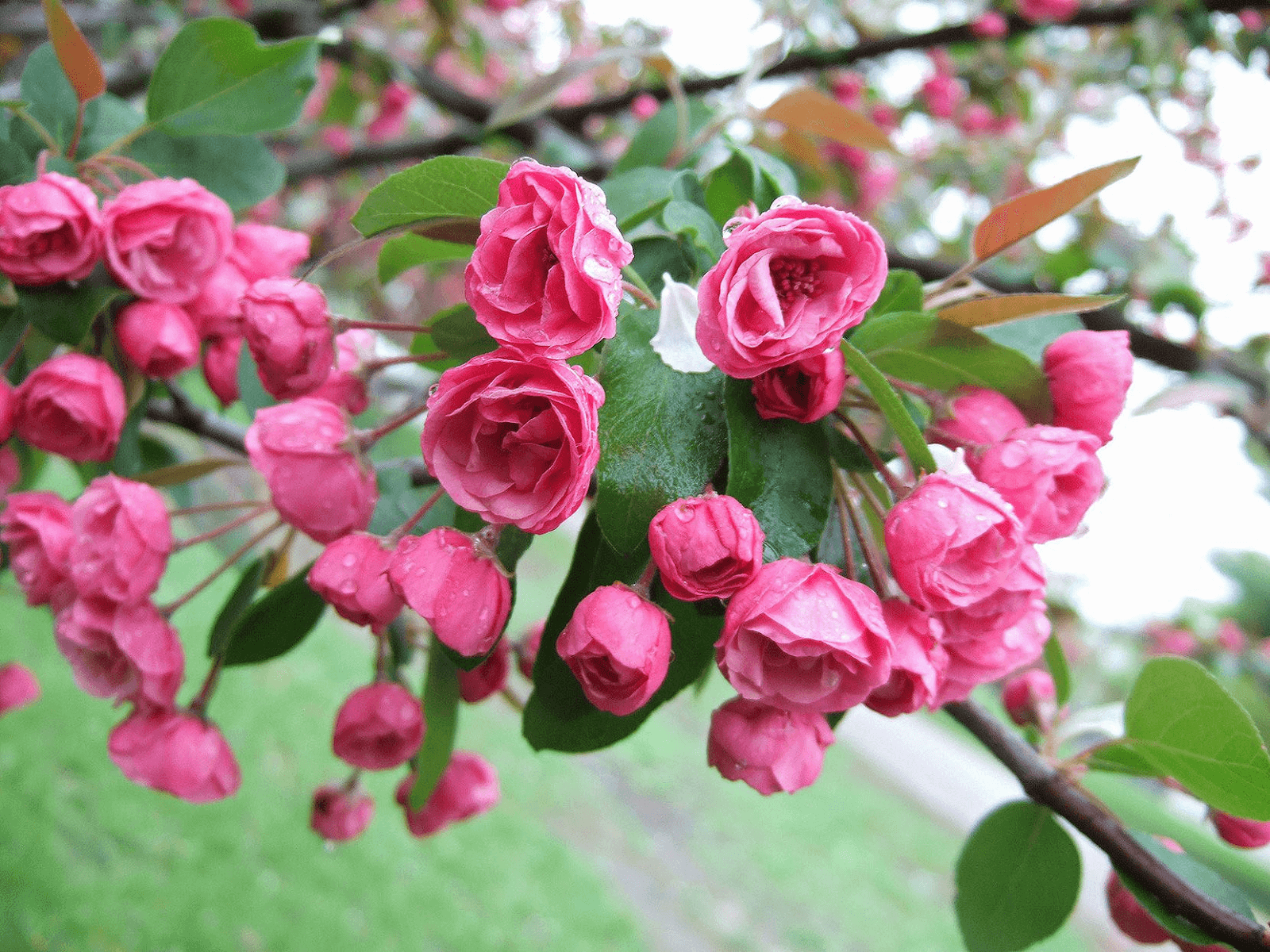 Top 6 Trees that Beautify Your Front Yard – Eureka Farms