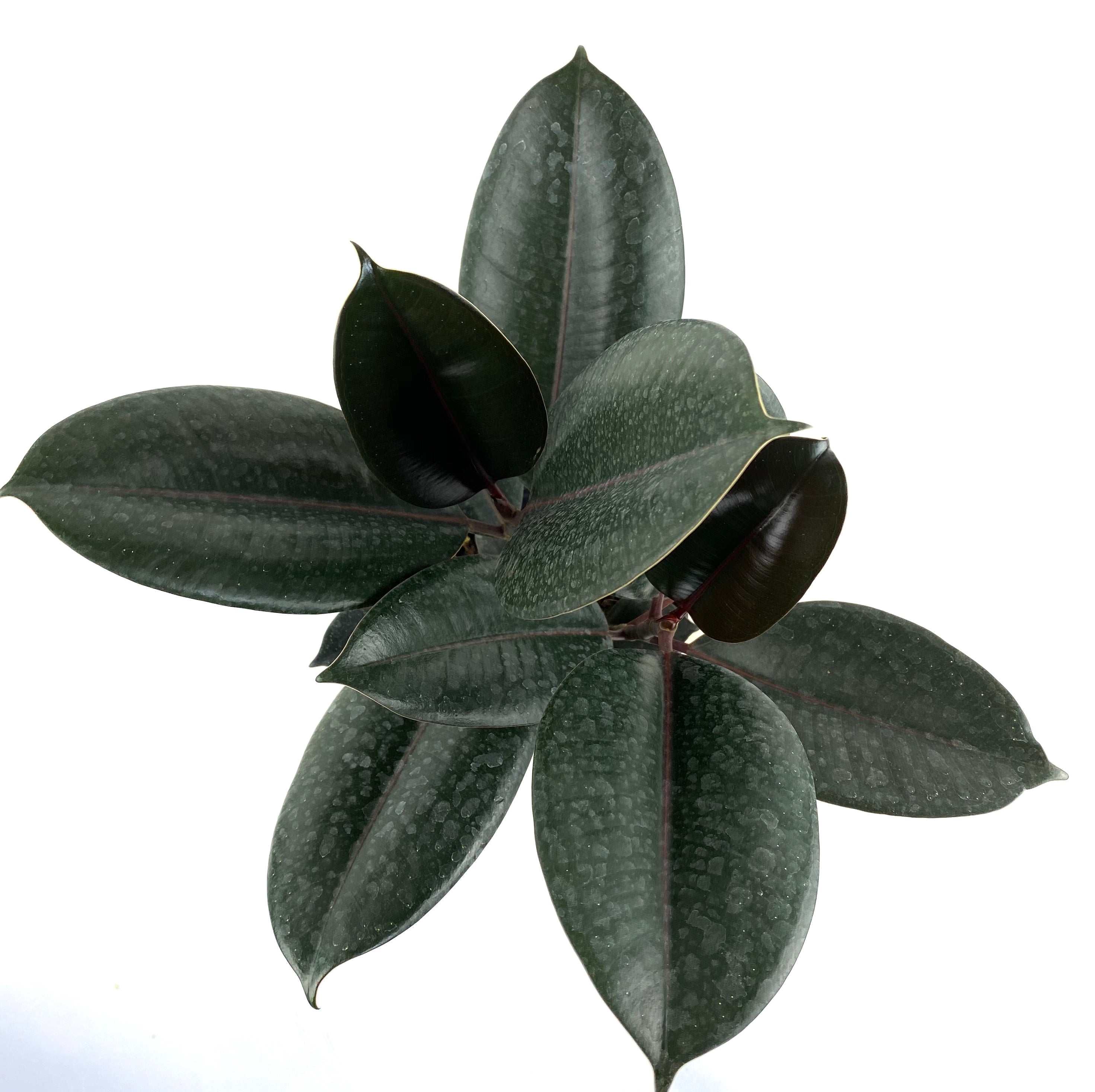 Exquisite Ficus Plant Collection Online | Eureka Farms