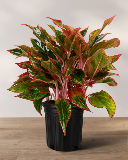 Buy Aglaonema Siam Red Aurora | Eureka Farms