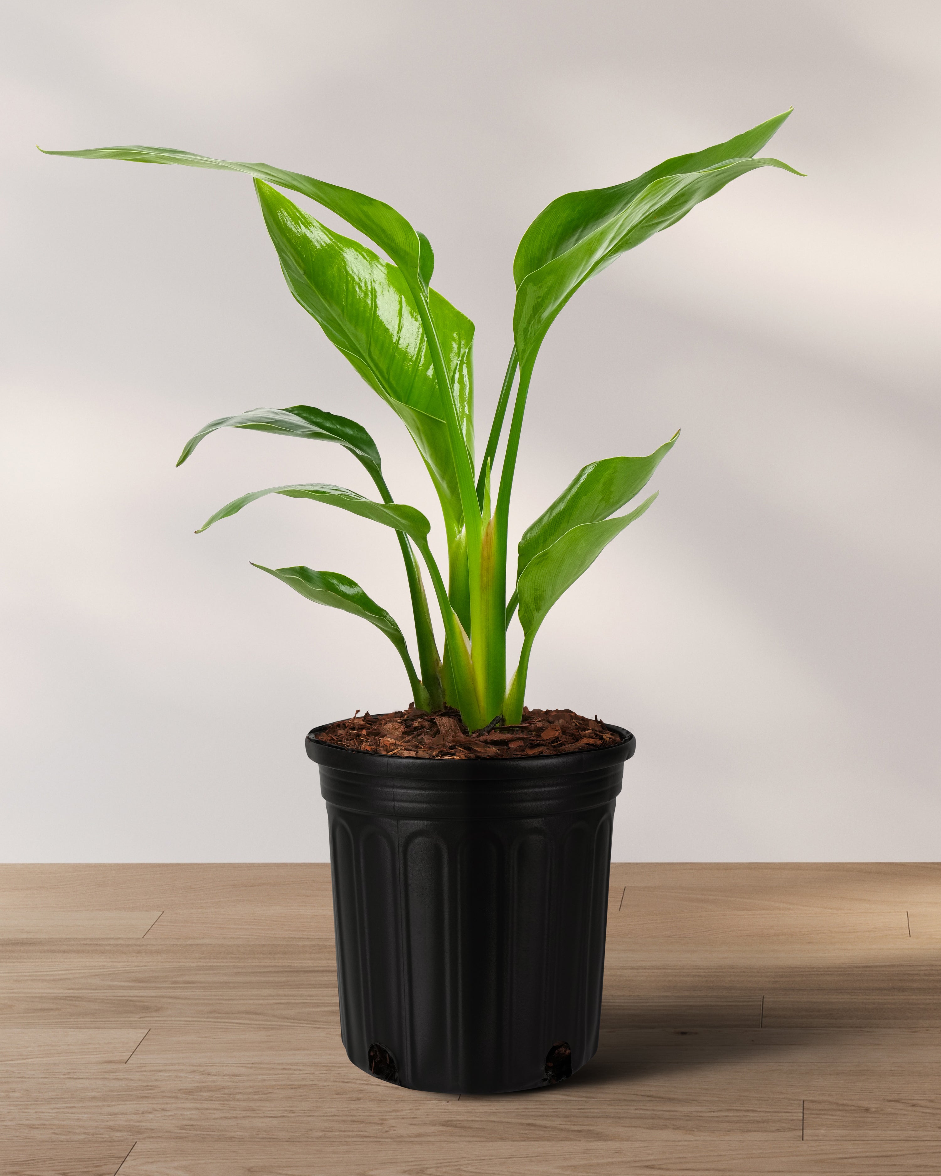 Bird of Paradise White, Strelitzia Nicolai | Eureka Farms