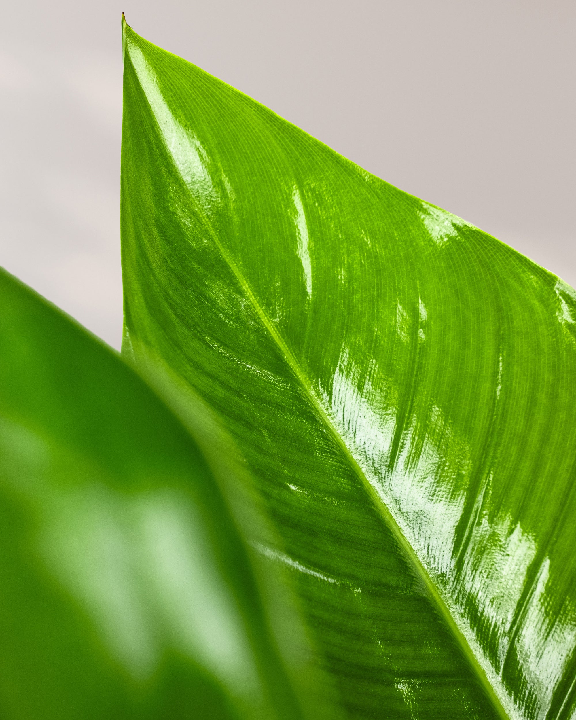 Bird of Paradise White, Strelitzia Nicolai | Eureka Farms