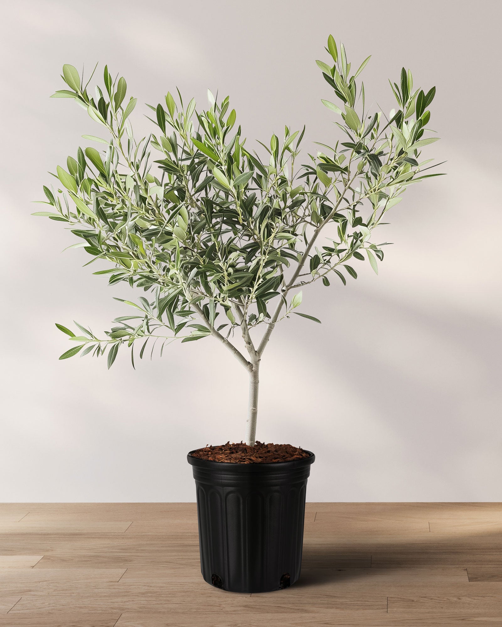 Explore Arbequina Olive Tree Olea Europaea | Eureka Farms