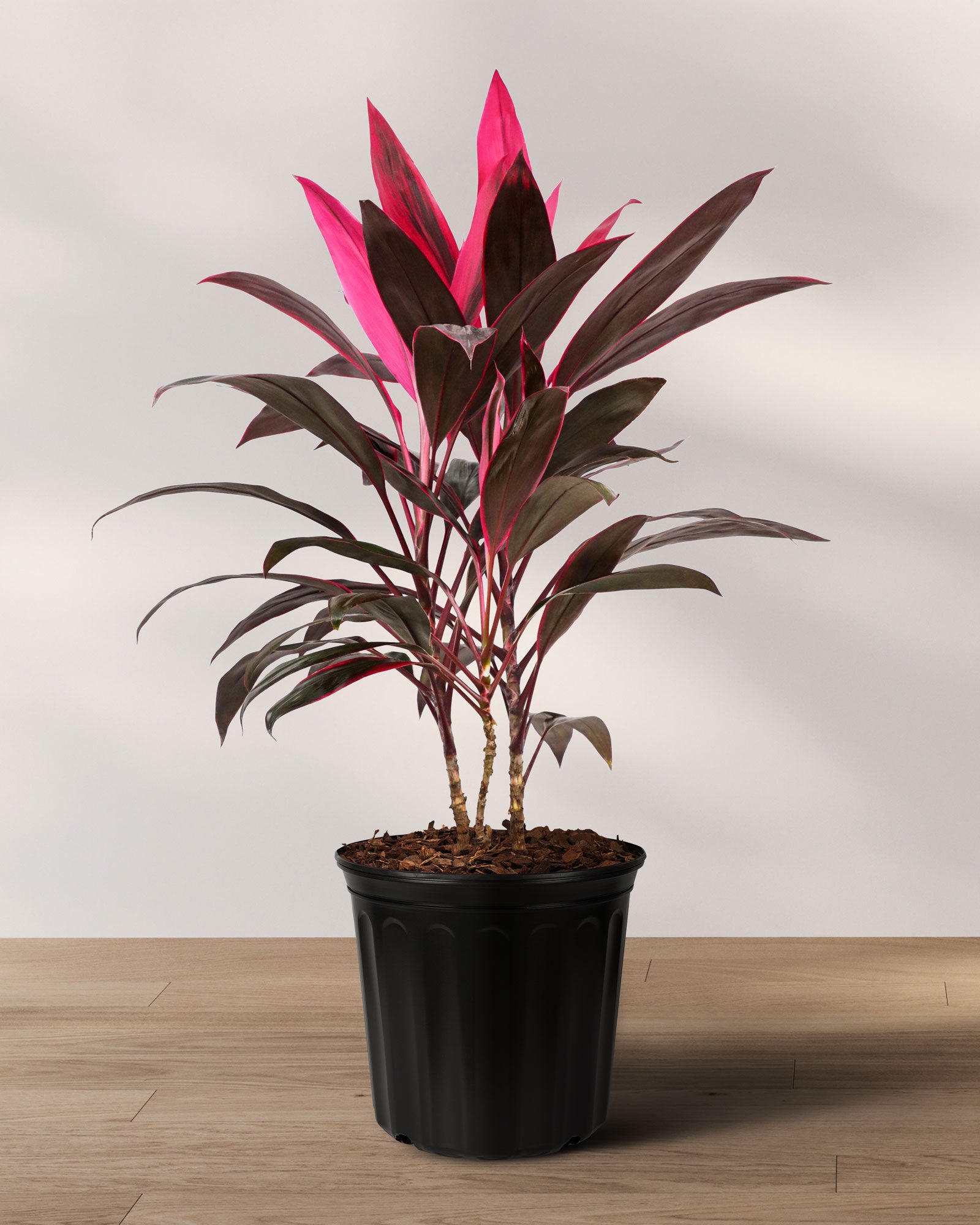 Cordyline Red Sensation, Good Luck Plant – Eureka Farms