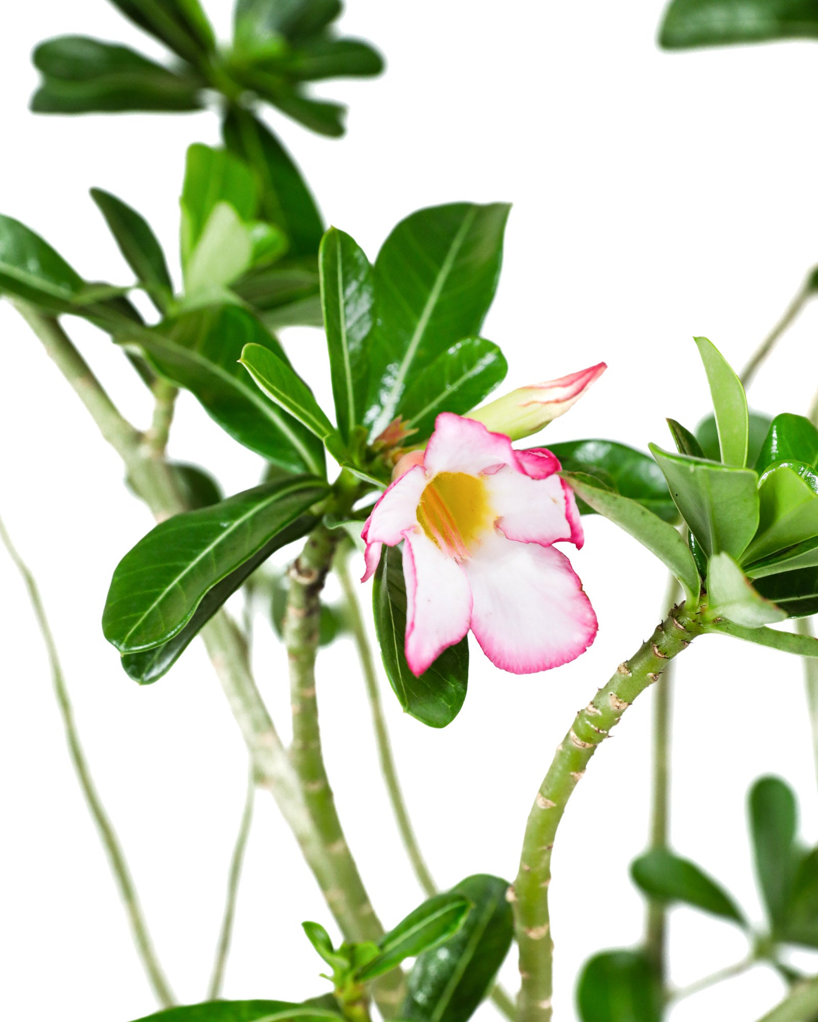 Explore Desert Rose, Adenium obesum | Eureka Farms
