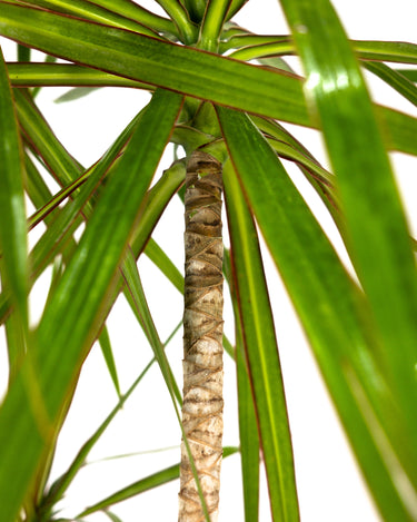 Explore Dracaena Dragon Tree Green | Eureka Farms