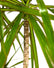 Explore Dracaena Dragon Tree Green | Eureka Farms