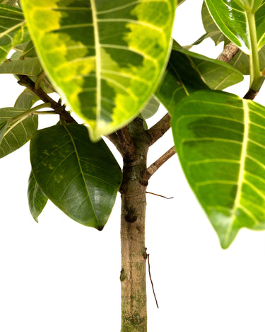 Ficus Altissima Tree Form Single | Eureka Farms