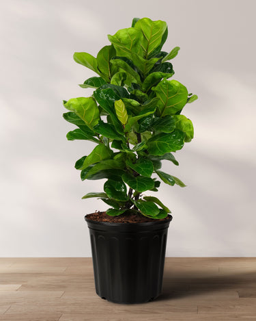 Explore Our Ficus Bambino Bush | Eureka Farms