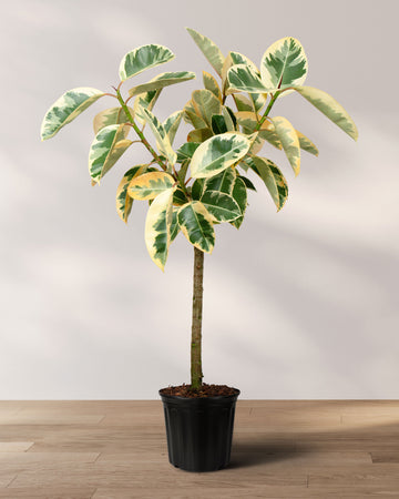 Shop Our Collection of Ficus Tree Variegated | Eureka Farms