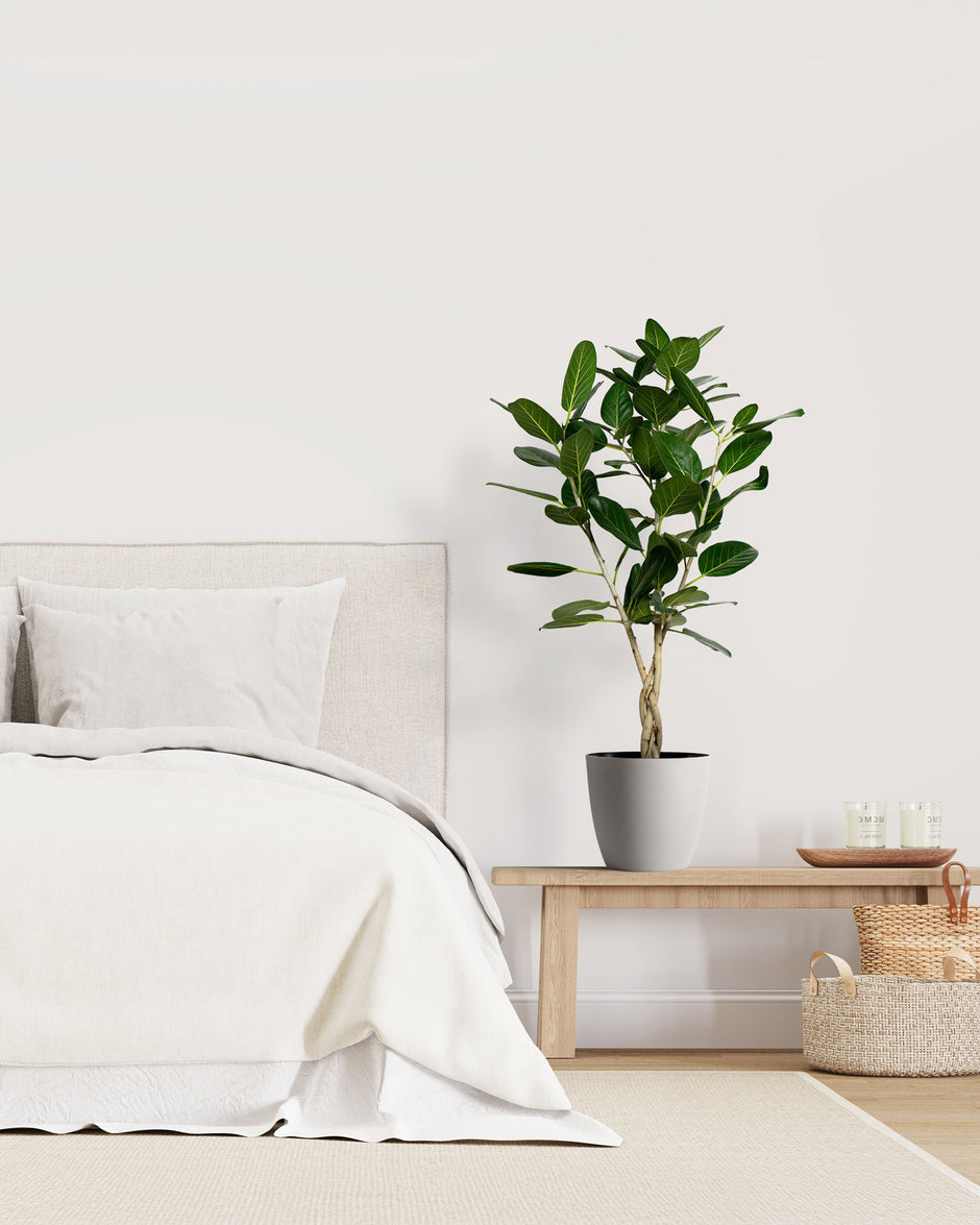 Best Sellers Braided Indoor Trees, Braided Multi Stem, Clear Trunk Tre ...