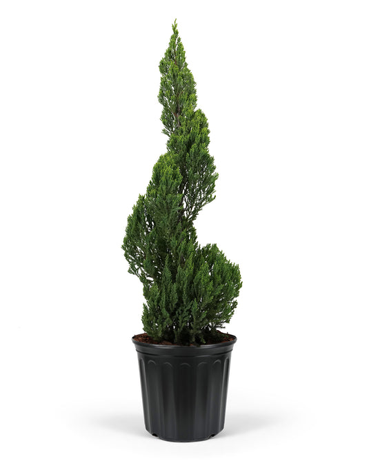 Buy Topiary Spiral Blue Point Juniper Online | Eureka Farms