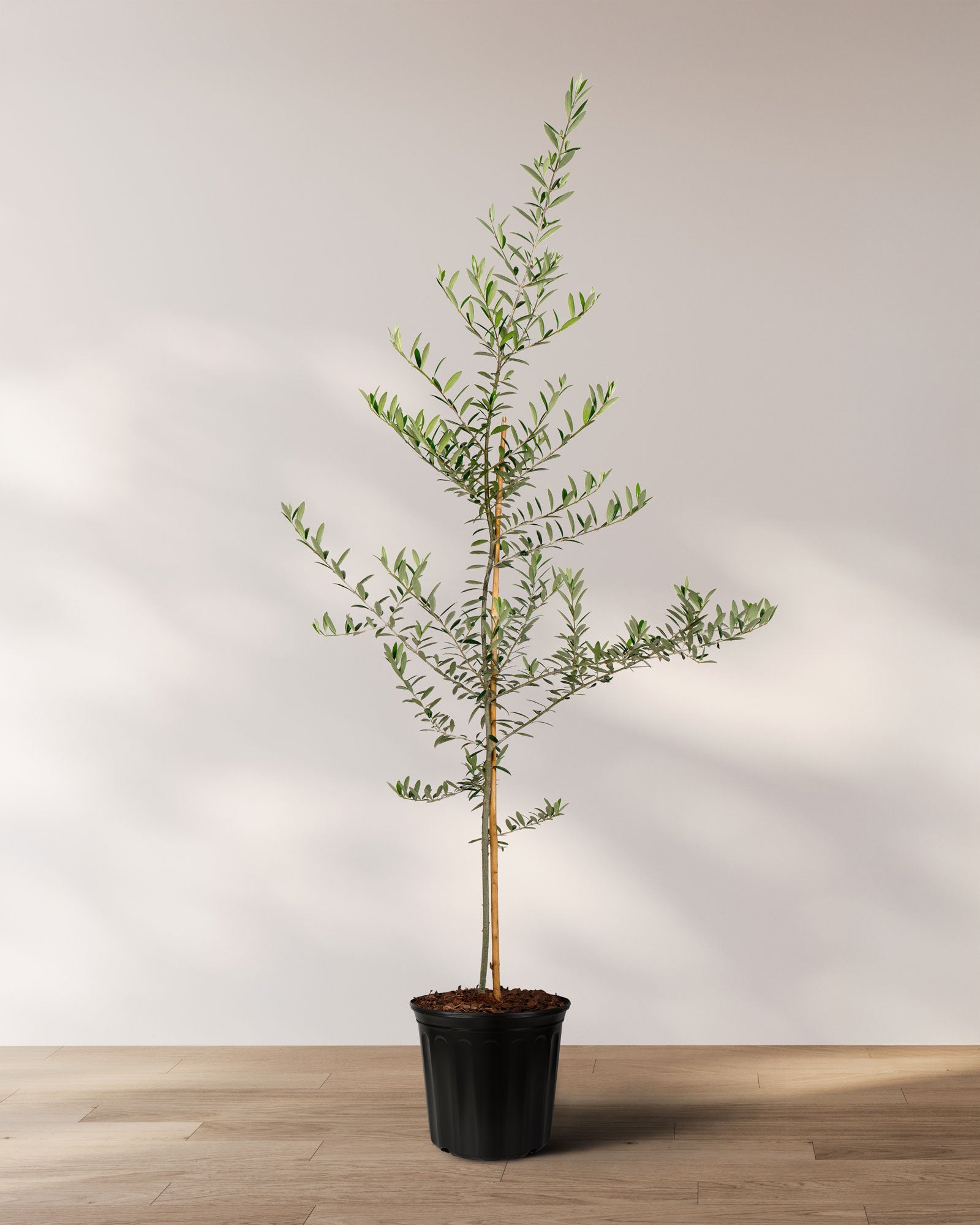 Explore Greek Olive Tree Koroneiki, Olea European Olive | Eureka Farms