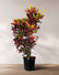 Shop Our Croton Mammy Red | Eureka Farms
