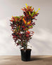 Shop Our Croton Mammy Red | Eureka Farms
