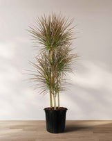 Buy Dracaena Dragon Tree Colorama | Eureka Farms