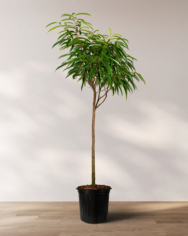 Buy Our Ficus Alii Tree, Ficus Maclellandii | Eureka Farms