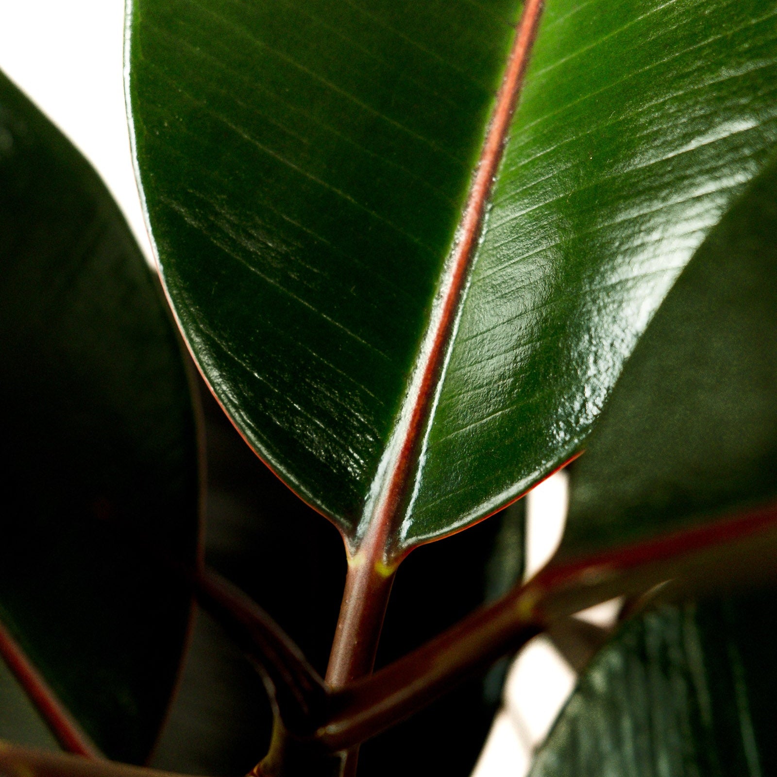 Design your Indoor Space with a Braided Ficus Burgundy Tree From ...