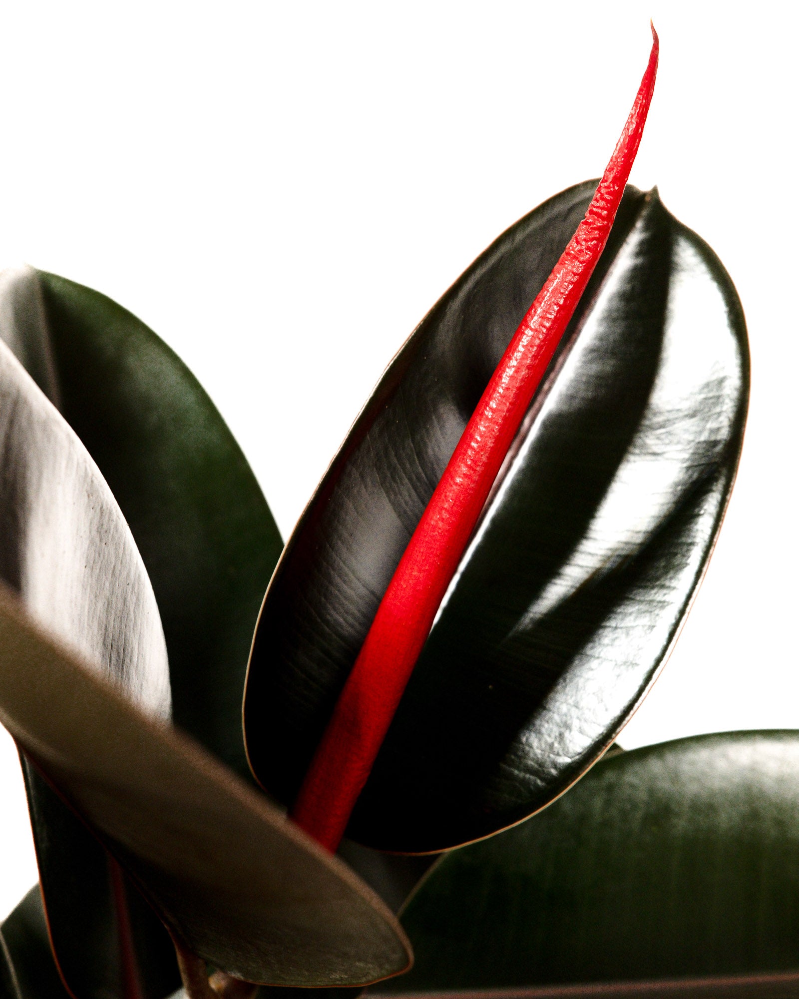 Ficus Rubber Tree Burgundy Tree Form Double | Eureka Farms