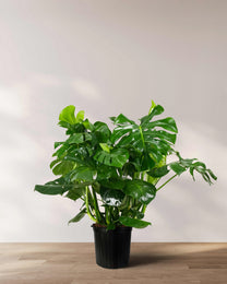 Monstera Deliciosa, Swiss Cheese – Eureka Farms