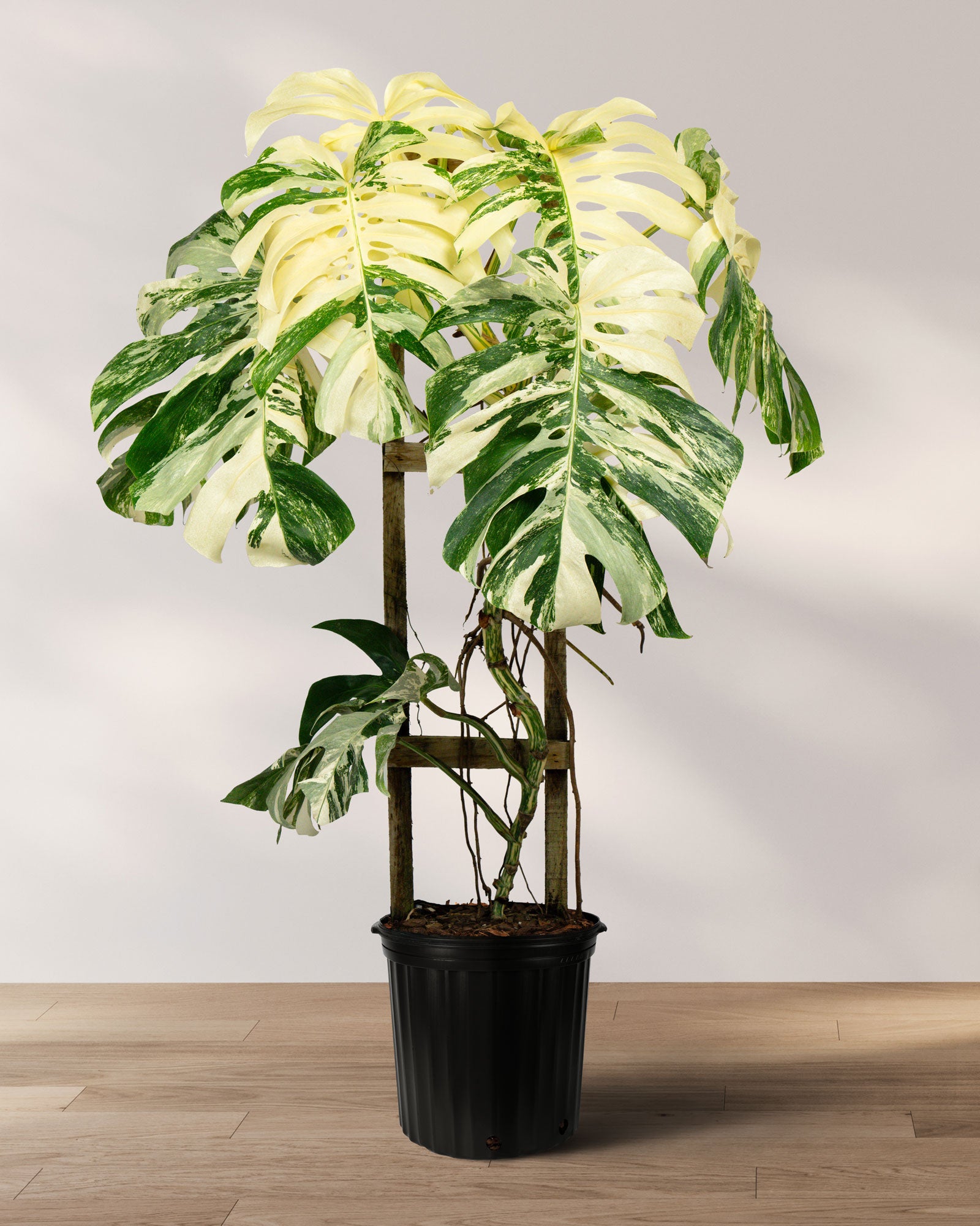 Buy Monstera Borsigiana Albo Variegated | Eureka Farms