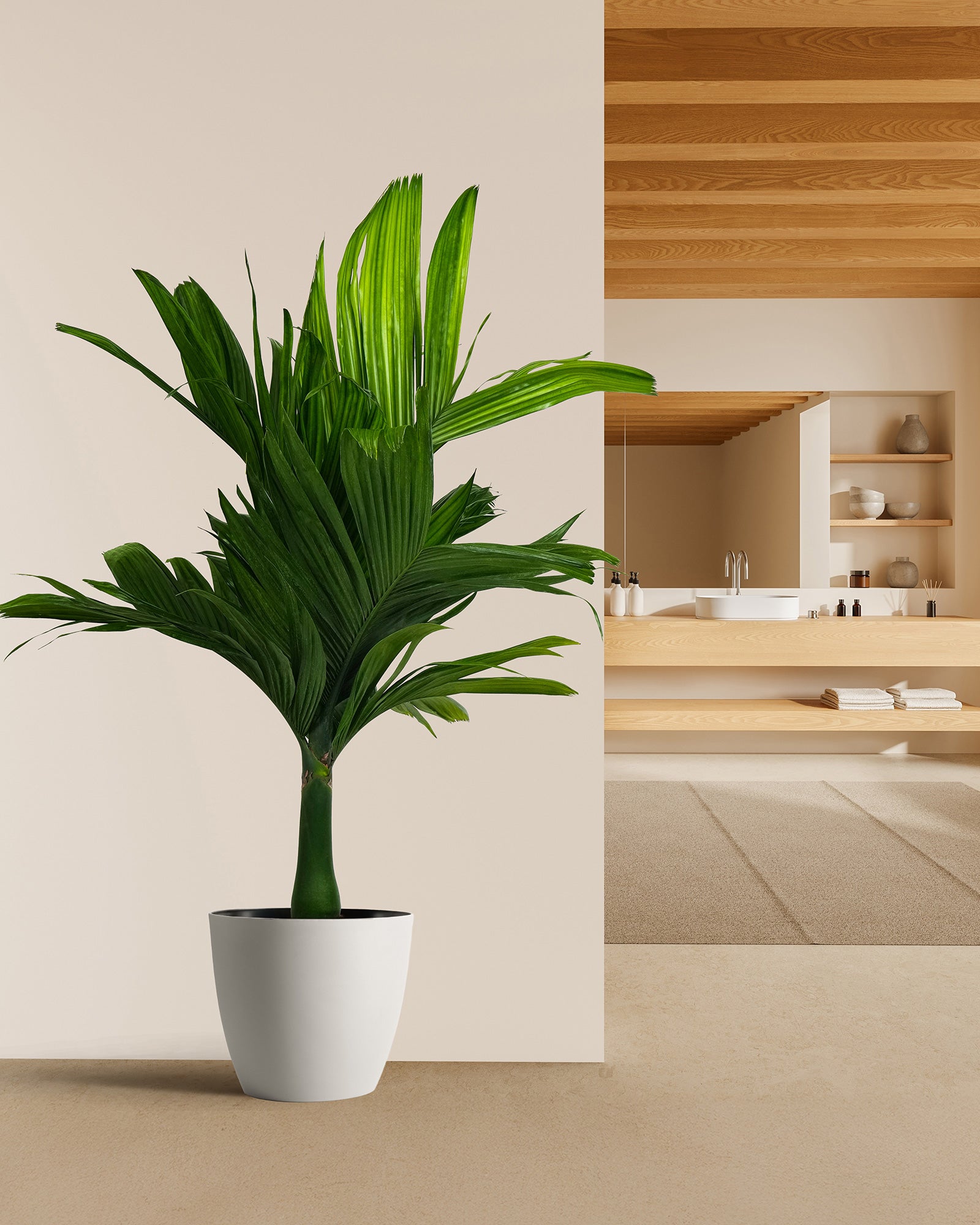 Explore Our Betelnut Palm Tree | Eureka Farms
