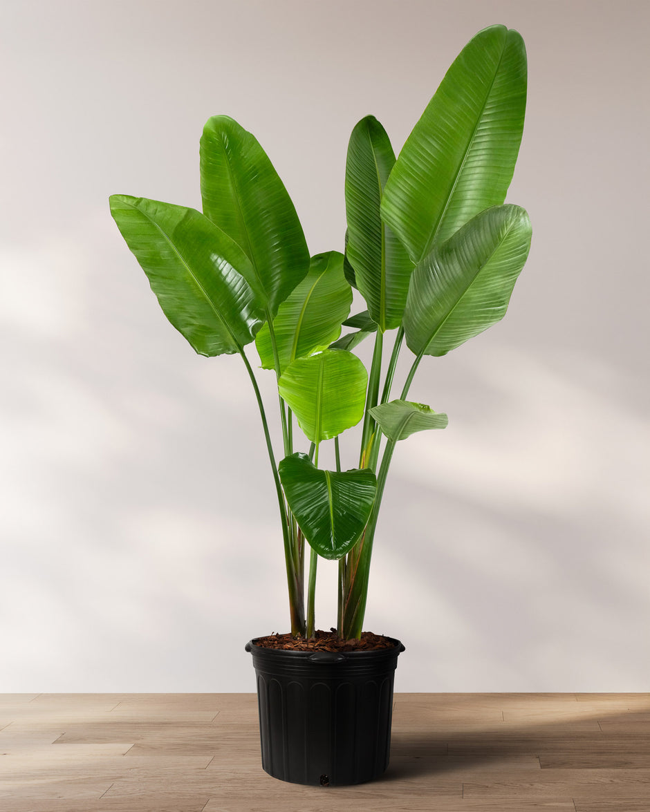 Entire Catalog of Eureka Plants | Eureka Farms