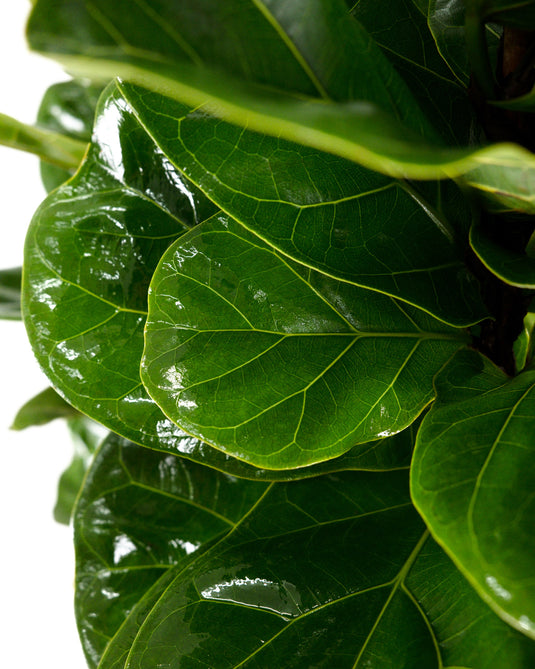 Buy Ficus Bambino Tree Form Multi | Eureka Farms