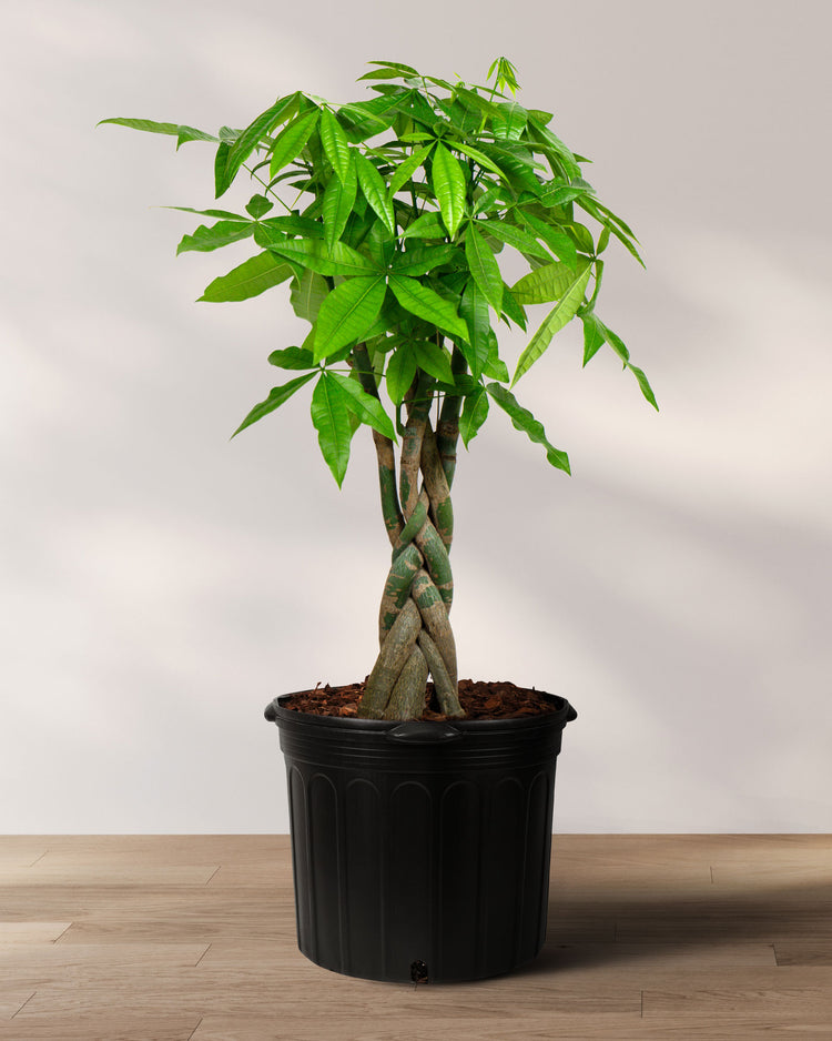 Best Sellers Braided Indoor Trees, Braided Multi Stem, Clear Trunk Tre ...