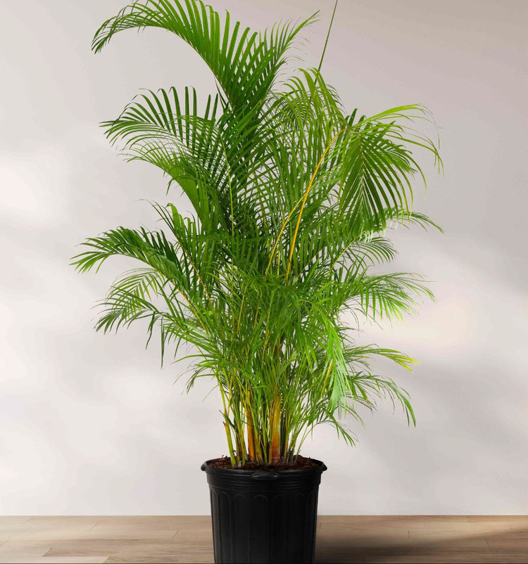 Buy the Best Indoor Palm Trees | Eureka Farms