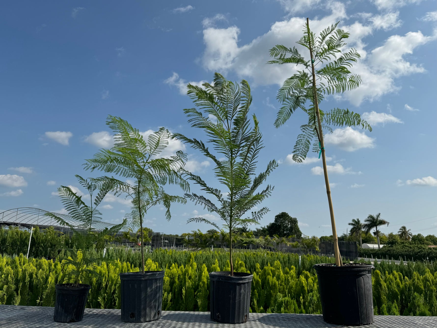 Shop Our Purple Jacaranda Tree Mimosifolia | Eureka Farms