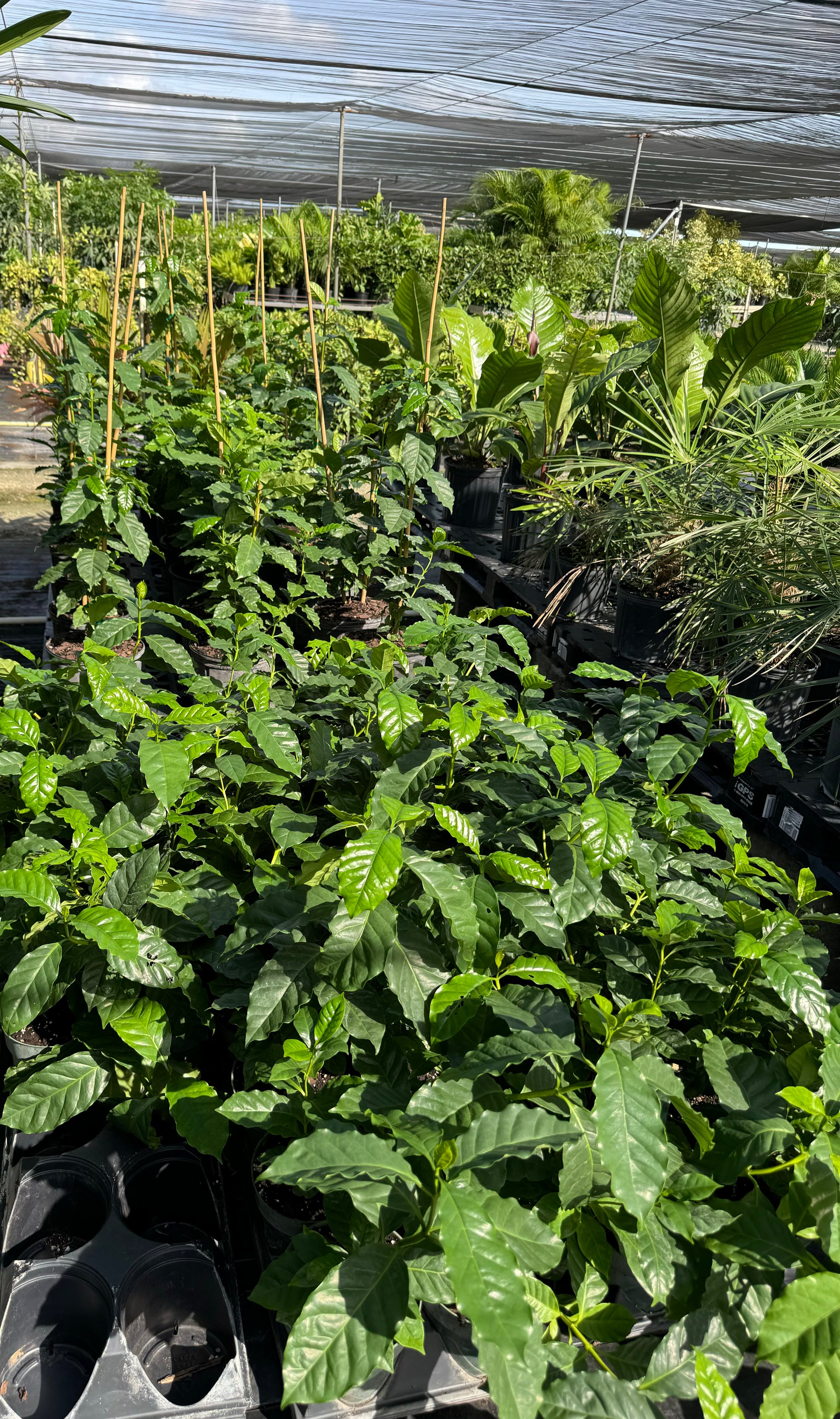 Explore Our Arabica Coffee Fruit Tree | Eureka Farms