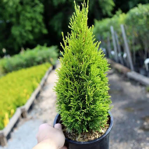 How to Care and Grow Arborvitae Trees – Eureka Farms