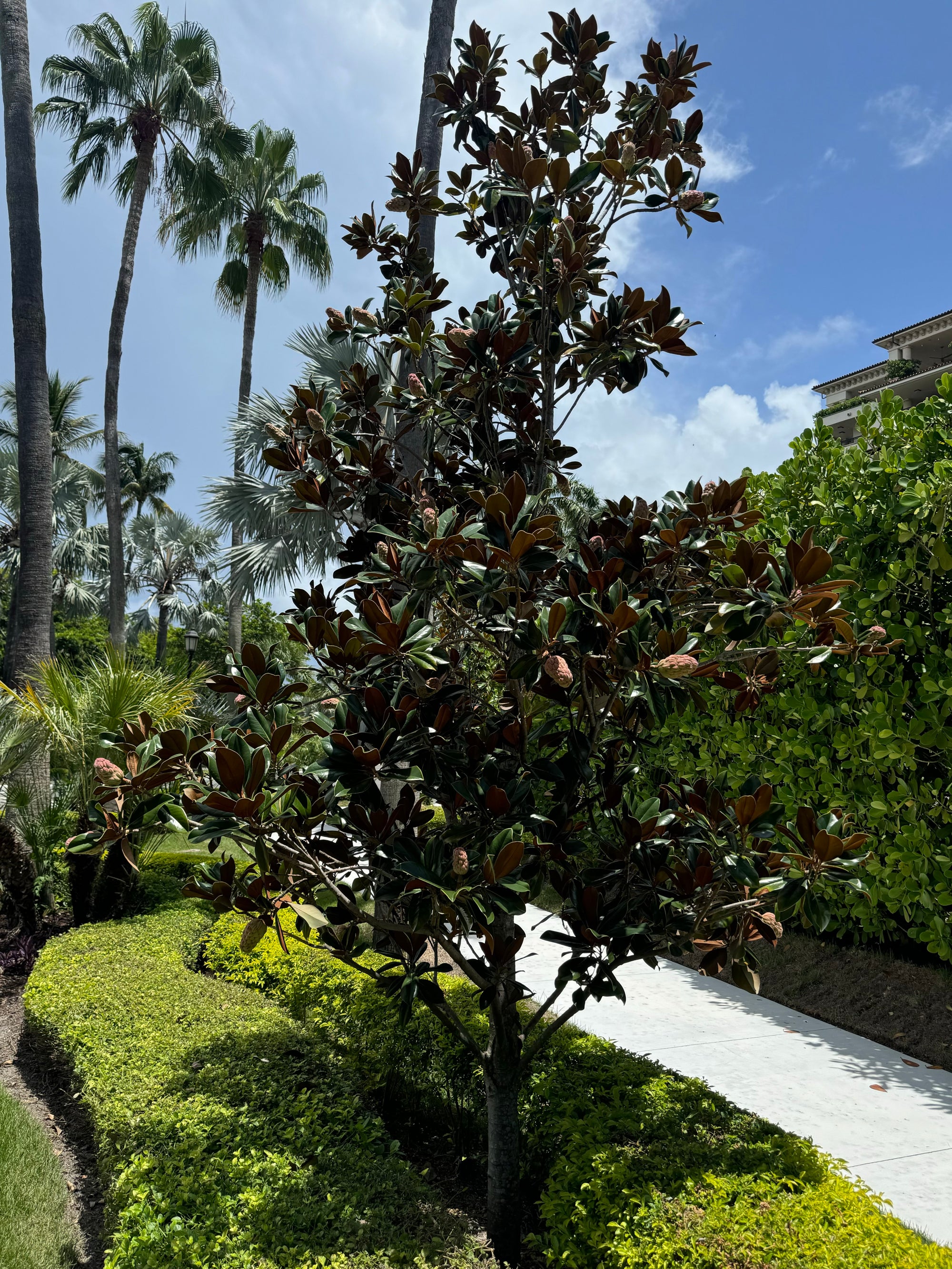 Buy Magnolia Grandiflora Little Gem Flowering Tree | Eureka Farms