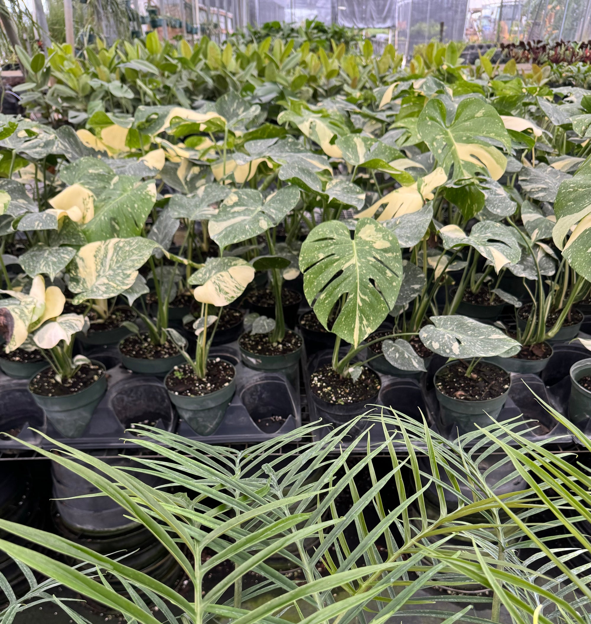 Shop Our Monstera Thai Constellation Variegated | Eureka Farms