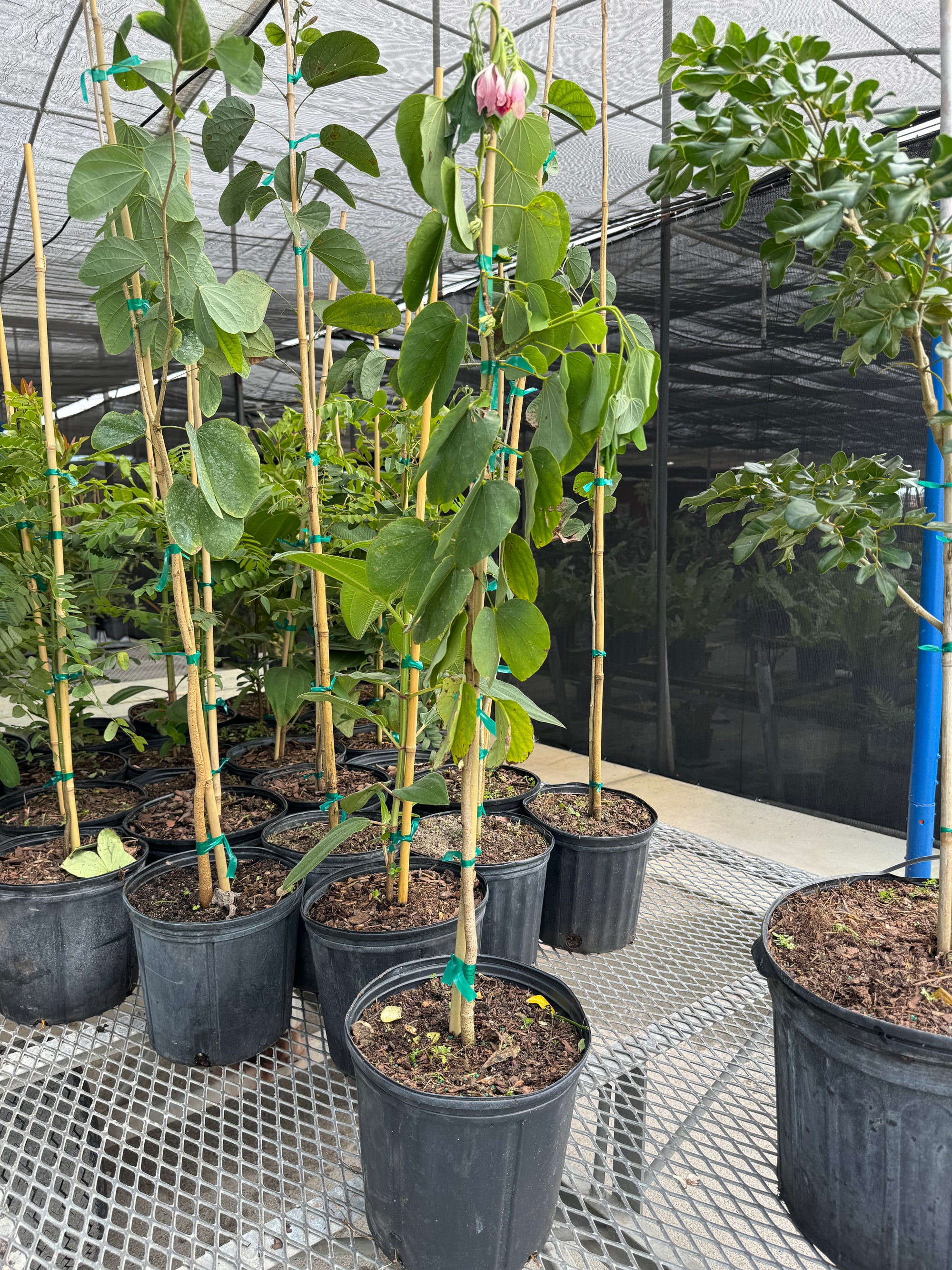 Explore Our Pink Orchid Flowering Tree, Bauhinia Monandra Butterfly ...