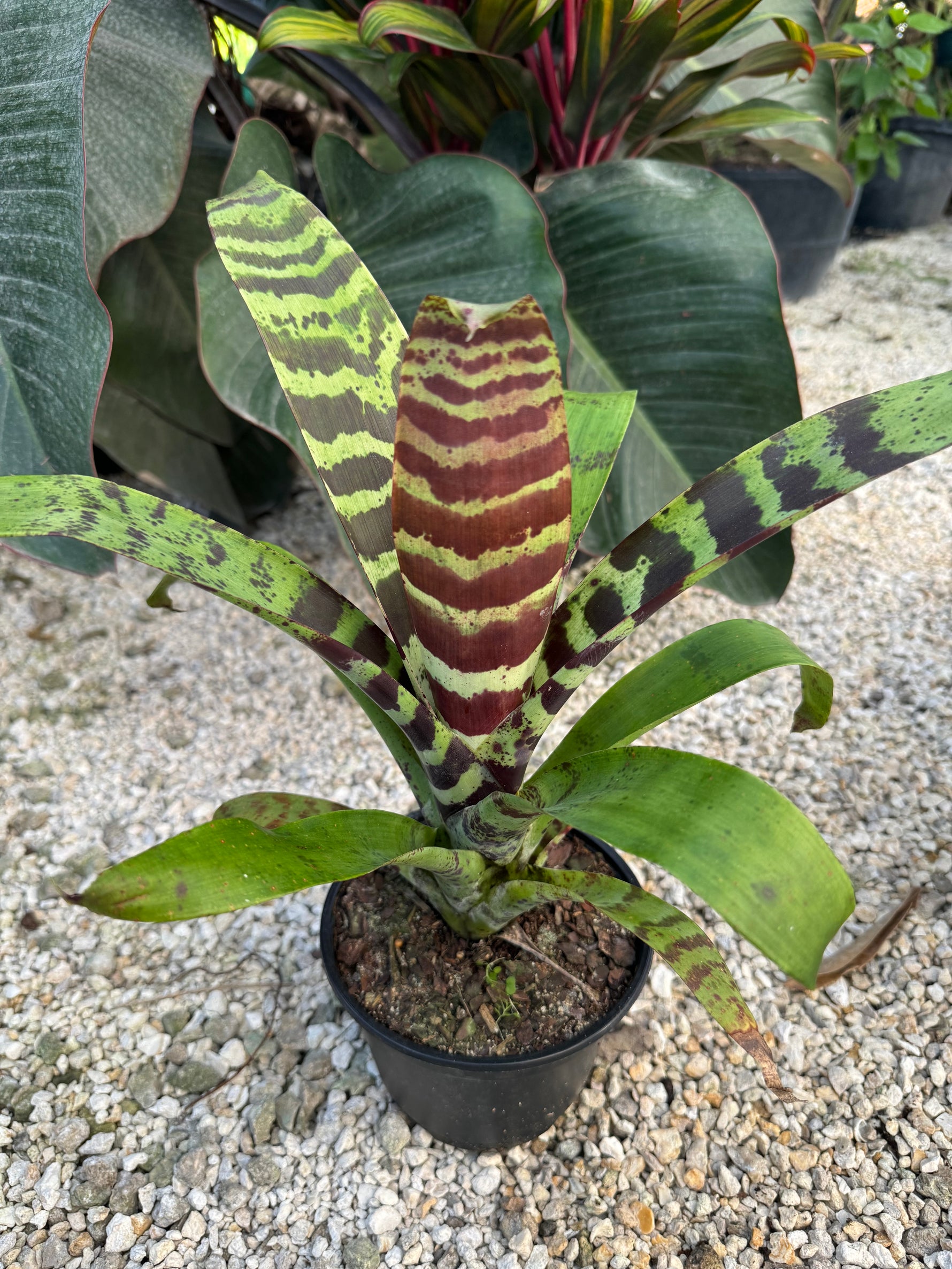 Bromeliad, Vriesea Splenriet – Eureka Farms